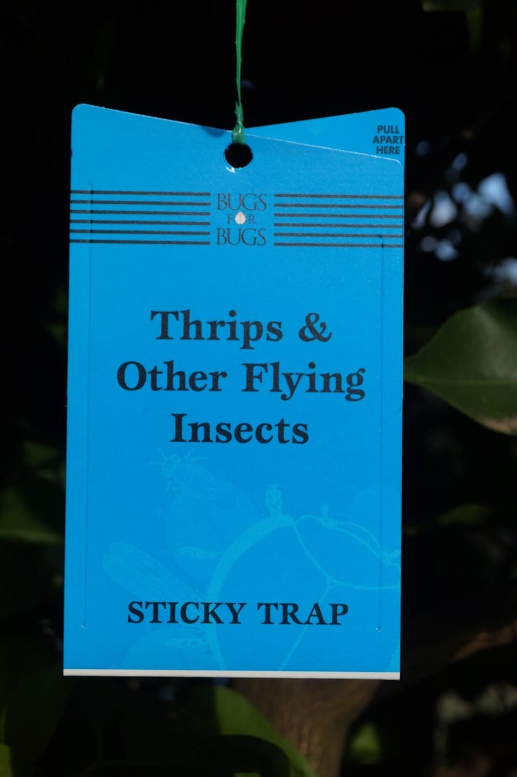 Bugs For Bugs Sticky Traps Blue | Insect Monitor